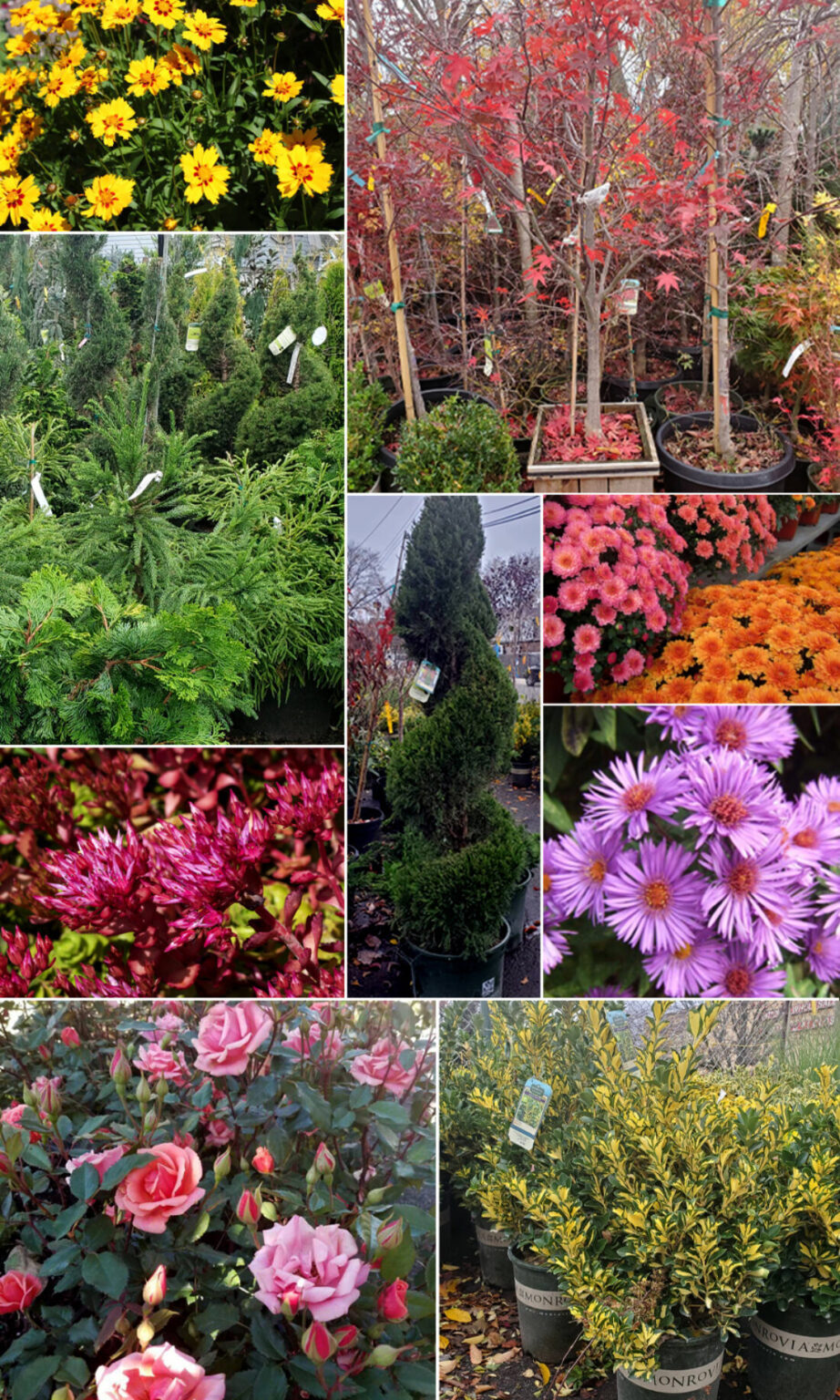 Garden Center & Plant Nursery in West Hempstead, NY | Westminster Nursery